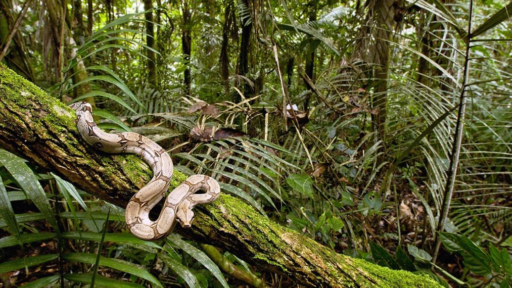 Yılan sokmasından korunma, ilk yardım ve tedavi